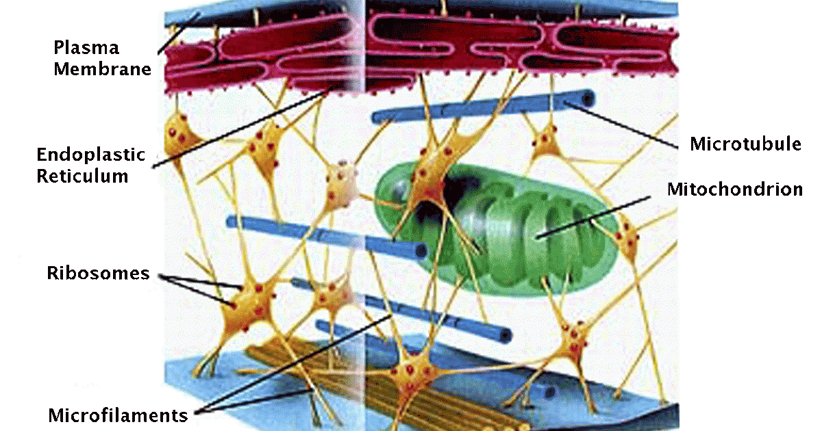 SITOSKELETON | Newbie Pharmacist