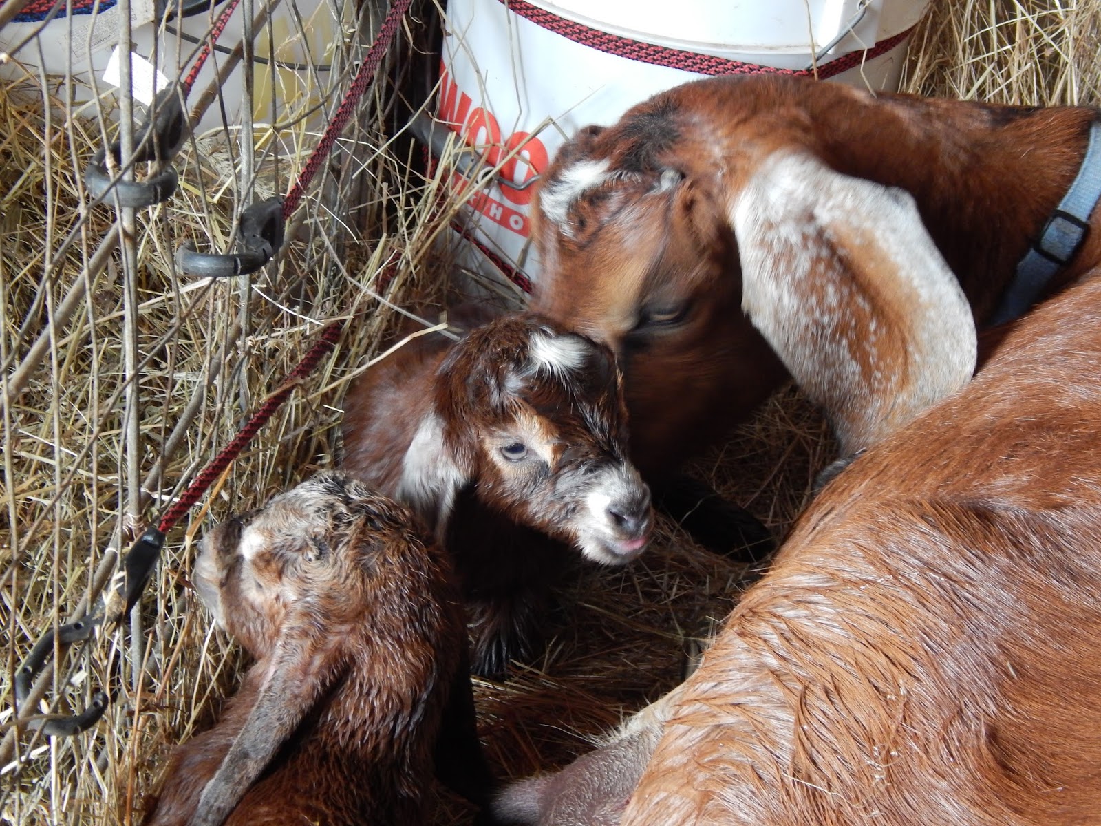 Thoughts from Frank and Fern: Copper's Babies & Other Goat Lore