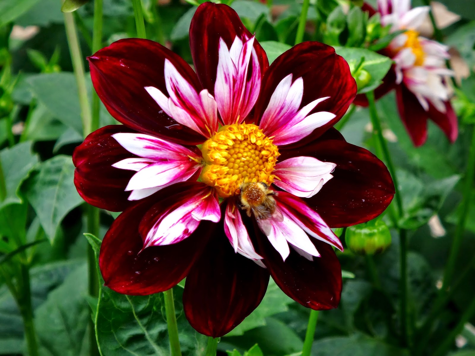 Uma flor por dia: Dália