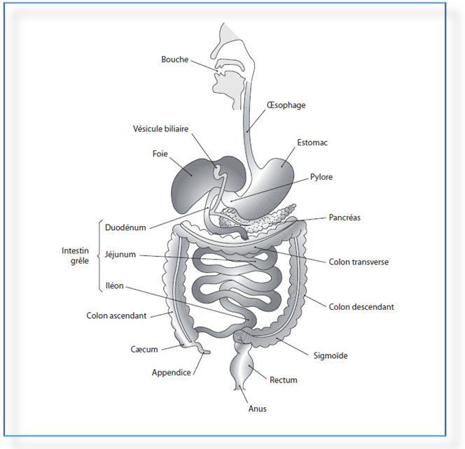 QCM-CONCOURS-GRATUITS: Appareil digestif - Biologie