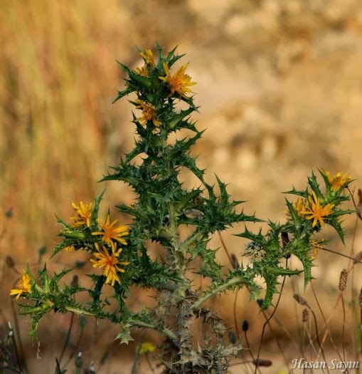 Aspir Otu (Yabani Şevkedibostan)