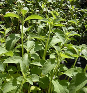 How To Care and Cultivate Stevia Plant