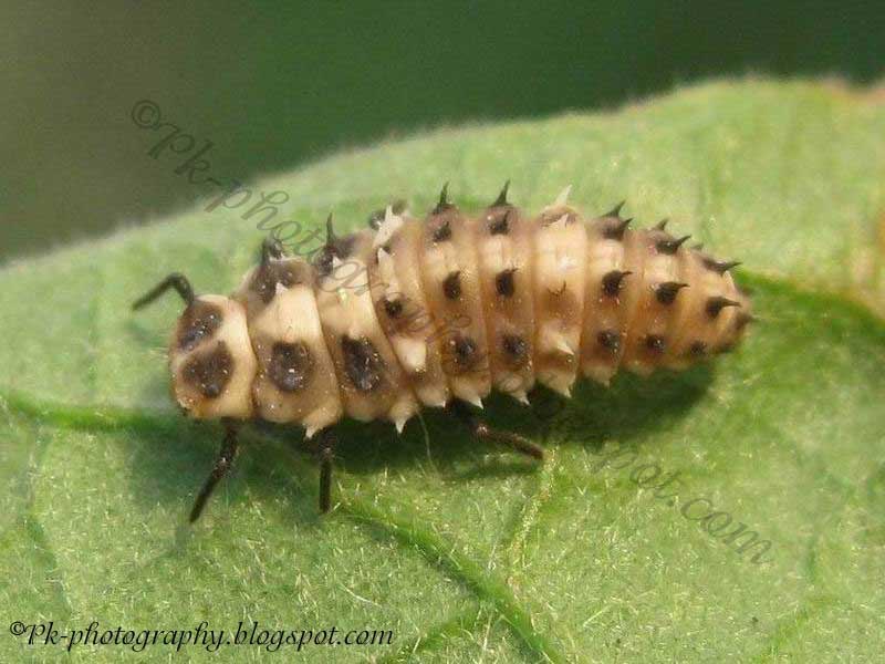 Ladybug Life Cycle | Nature, Cultural, and Travel Photography Blog