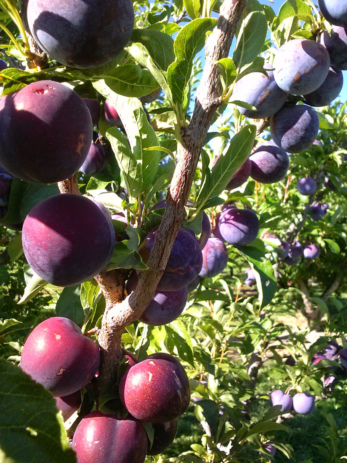 Partial Ellipsis of the Sun: A Blog for Scientists who like Words and ...