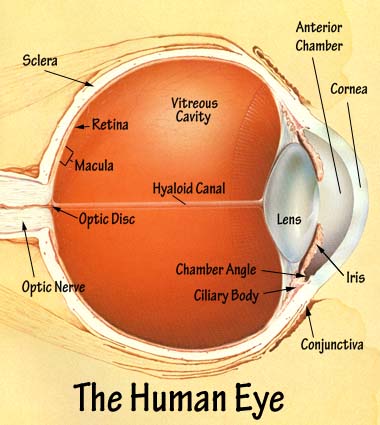 Fall Into Physics: How Does The Human Eye Work