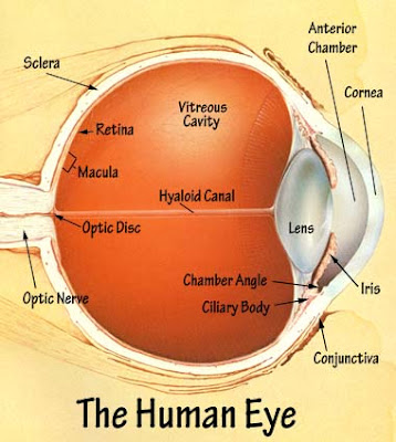 Fall Into Physics: How Does The Human Eye Work