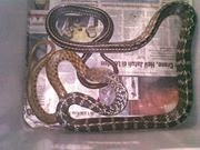 GENETIC :Generation Reptil Community Sragen: KING KOROS