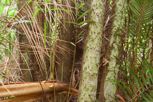 Makanan Tradisi dari Buah-buahan dan Daun-daunan III |MyRokan