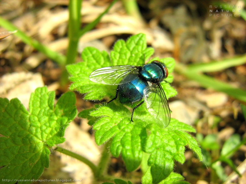 Fauna: Flies — Part 01 ~ Russian Nature Pictures