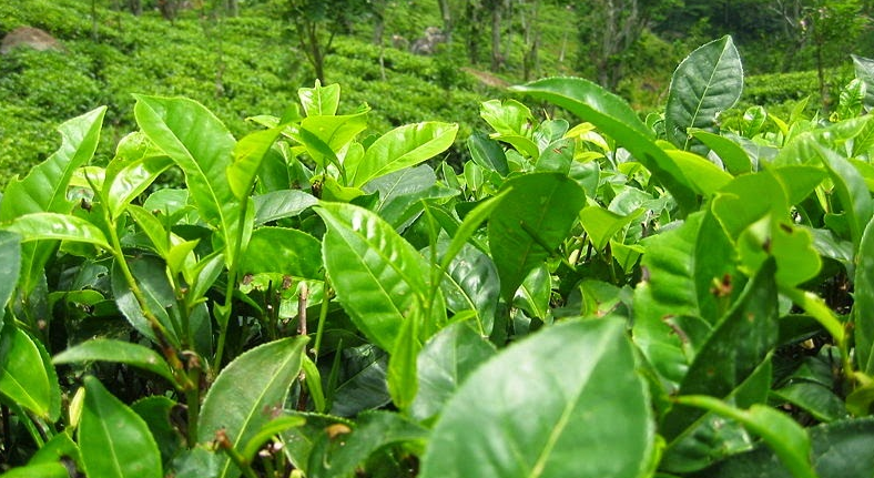 Budidaya Tanaman Teh Organik ~ Raja Cilik