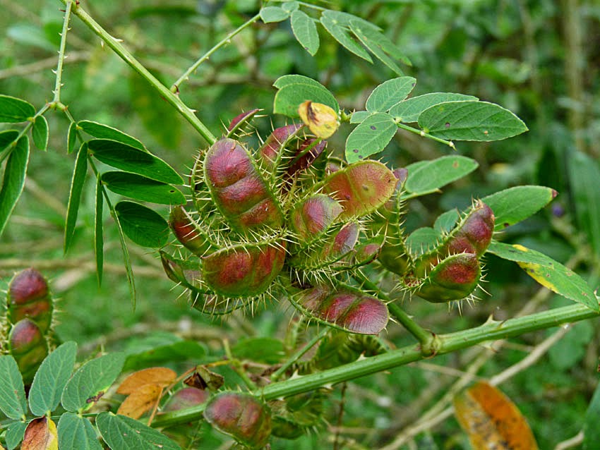 Flora de Puerto Rico Ilustrada Papo Vives: Mimosoideae MIMOSA CASTA ...