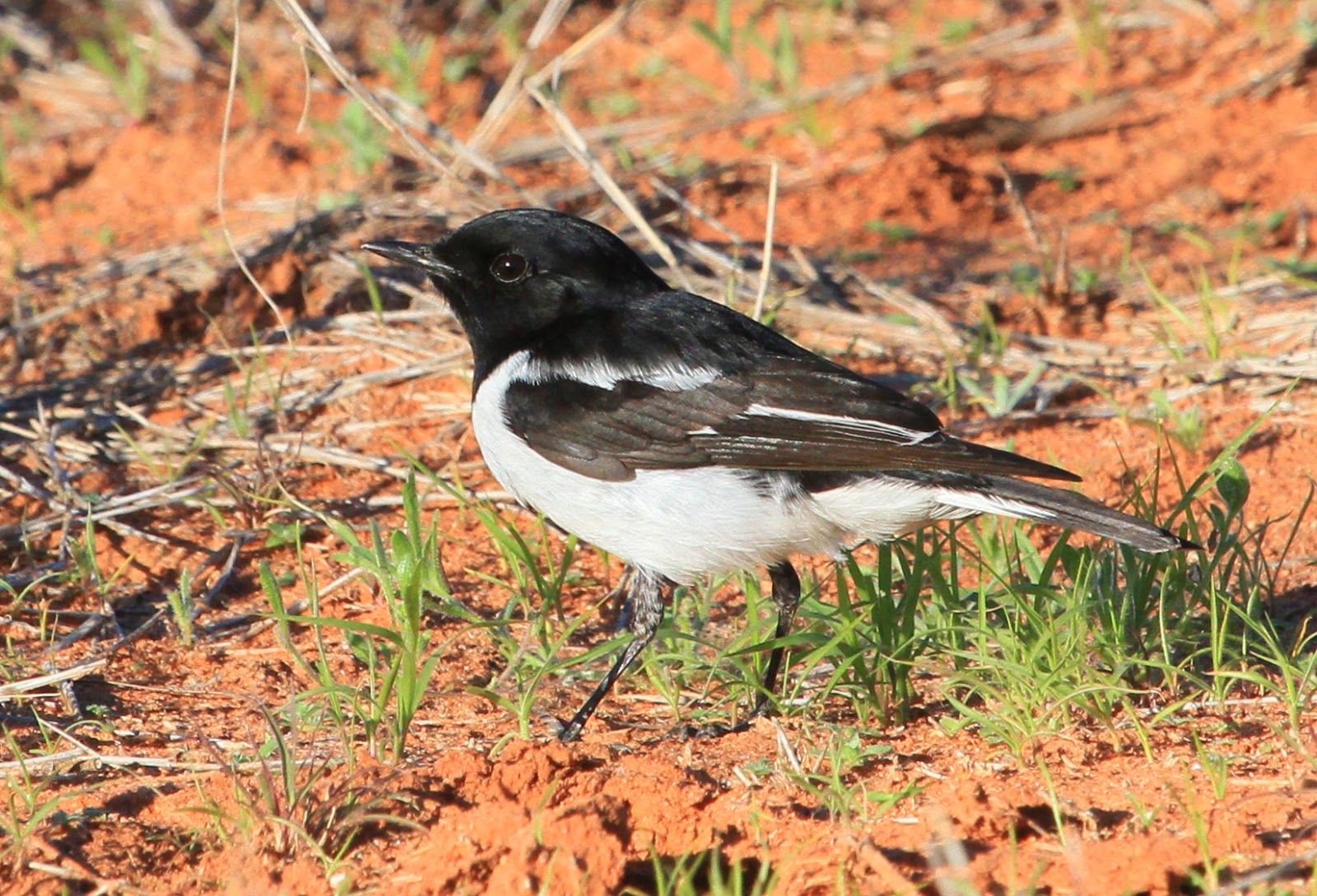 Richard Waring's Birds of Australia: Robins up close, Cuckoo as well ...