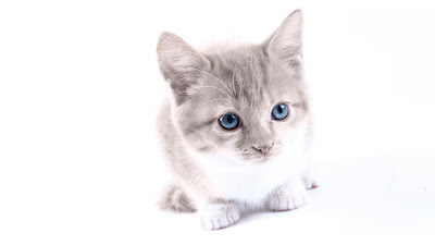 Wallpapers Chats - Pack 001 - Wallpapers & Partage