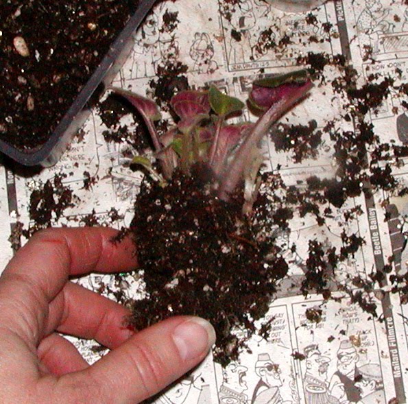 Taking Babies From Mama Leaf -- How To