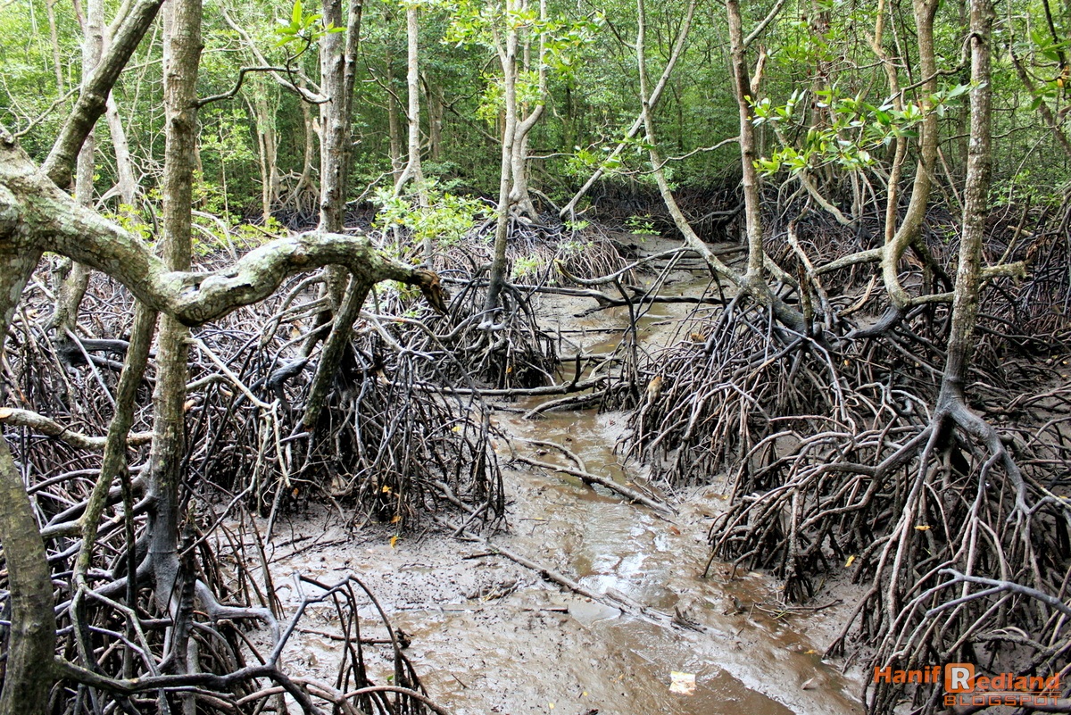 Hanif Redland: Hutan Paya Bakau Manjung & Kuala Sepetang