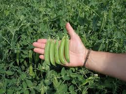 QuLifeNATURAL: GROCH ZWYCZAJNY czy NIEZWYKŁY CUD NATURY