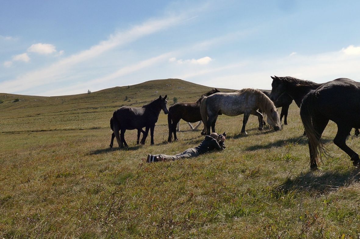 spagosmail: Divlji konji sa planine Cincar