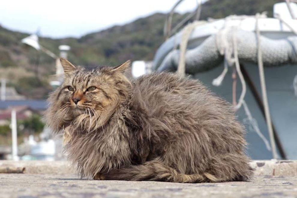 Tashirojima , Syurga Bagi Kucing | wisbenbae