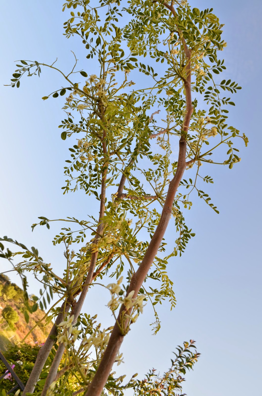 Entertaining From an Ethnic Indian Kitchen: Garden tour 2: The kitchen ...