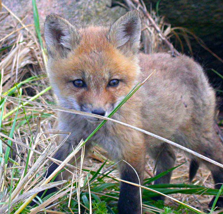 Living With Open Eyes: Playing with Little Foxes
