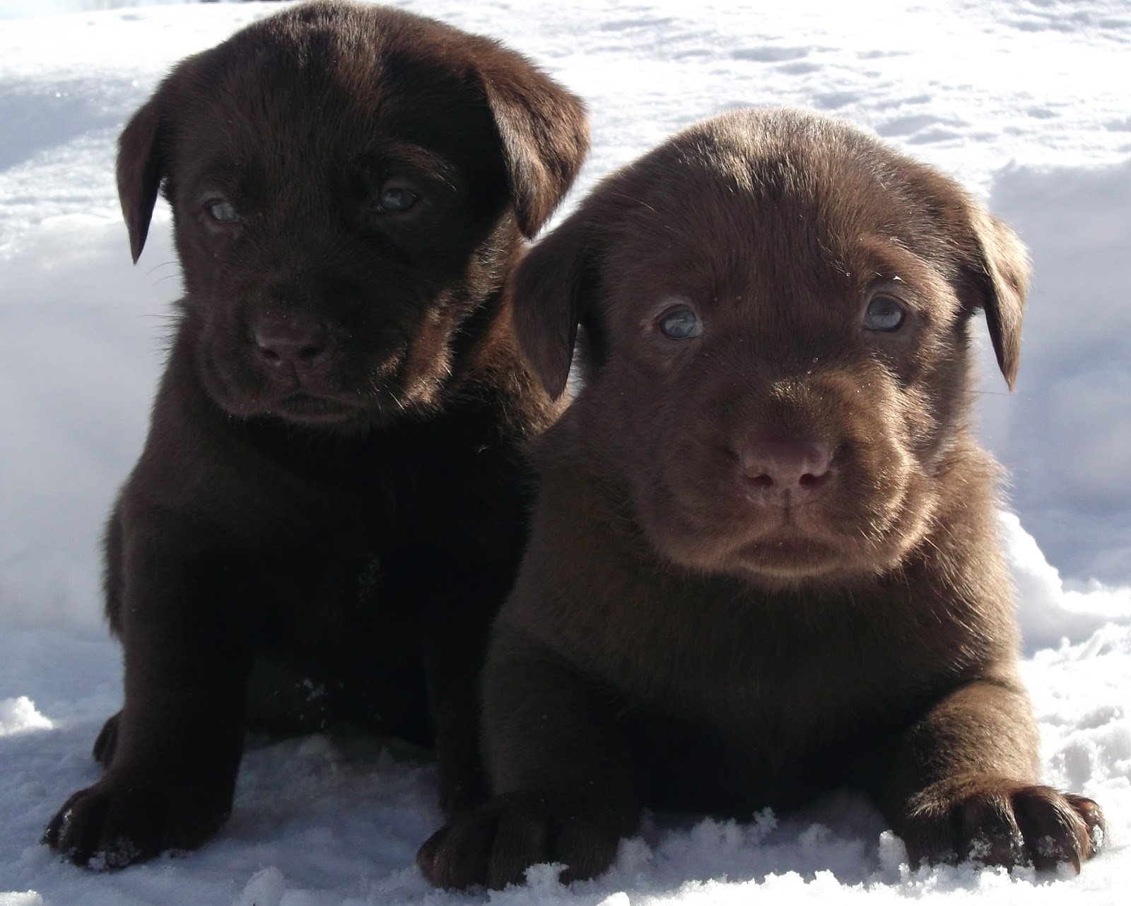 Labrador brun chocolat enregistré: Chiots de Savane hiver 2013
