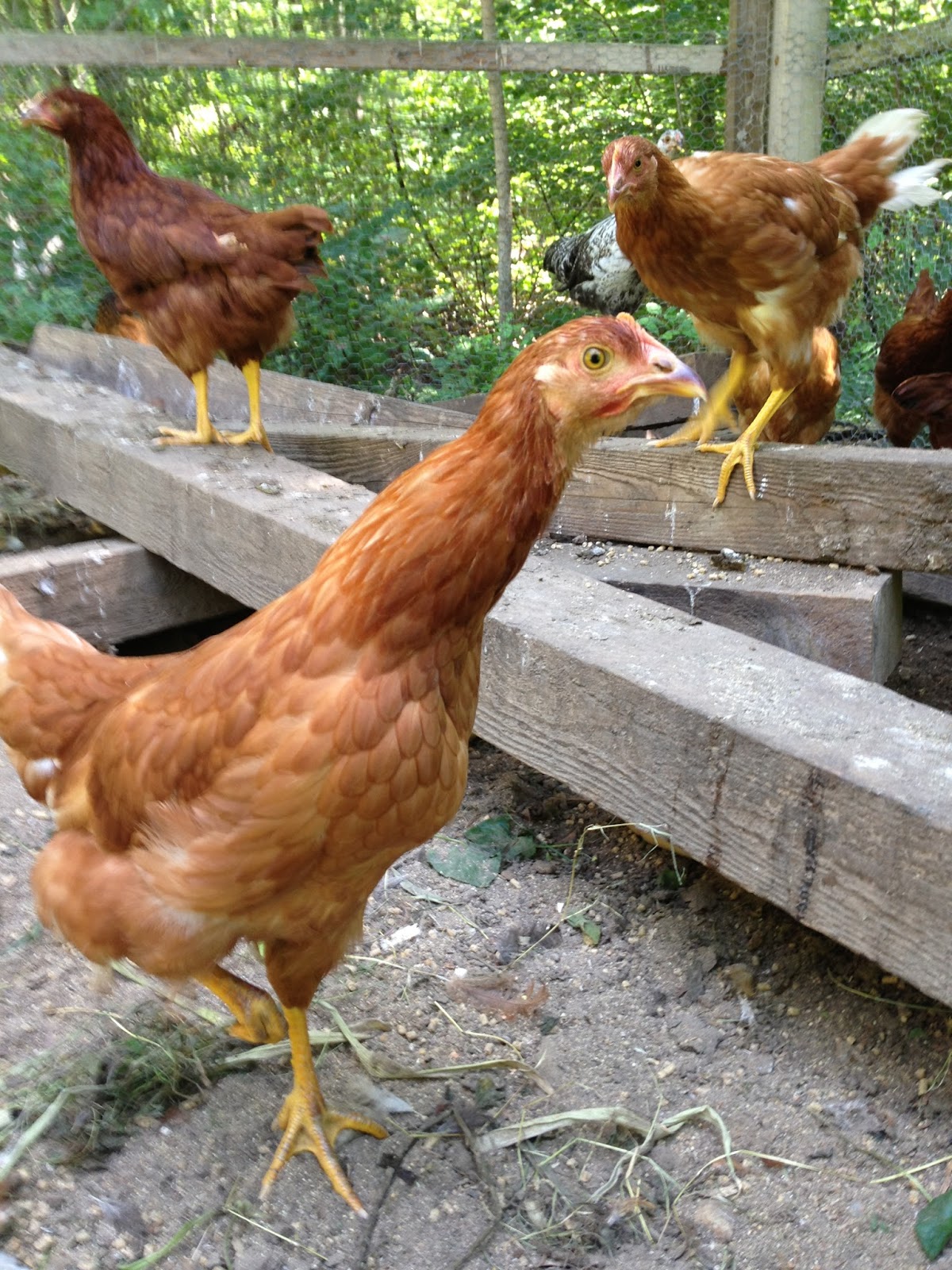 pause along the way: chez poulet edition