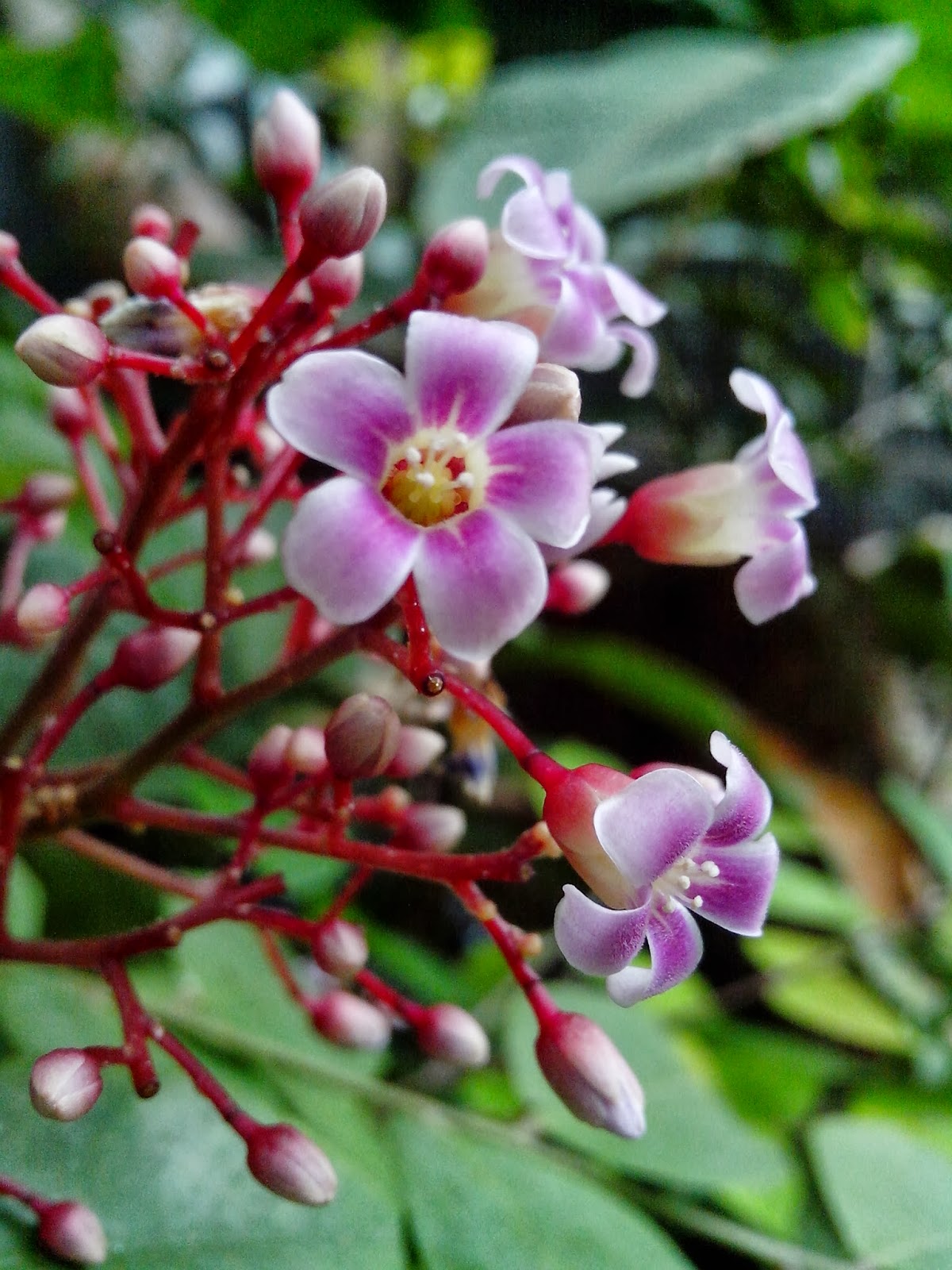 Endah Murniyati's Journey: FLOWER OF THE WEEK - STAR FRUIT