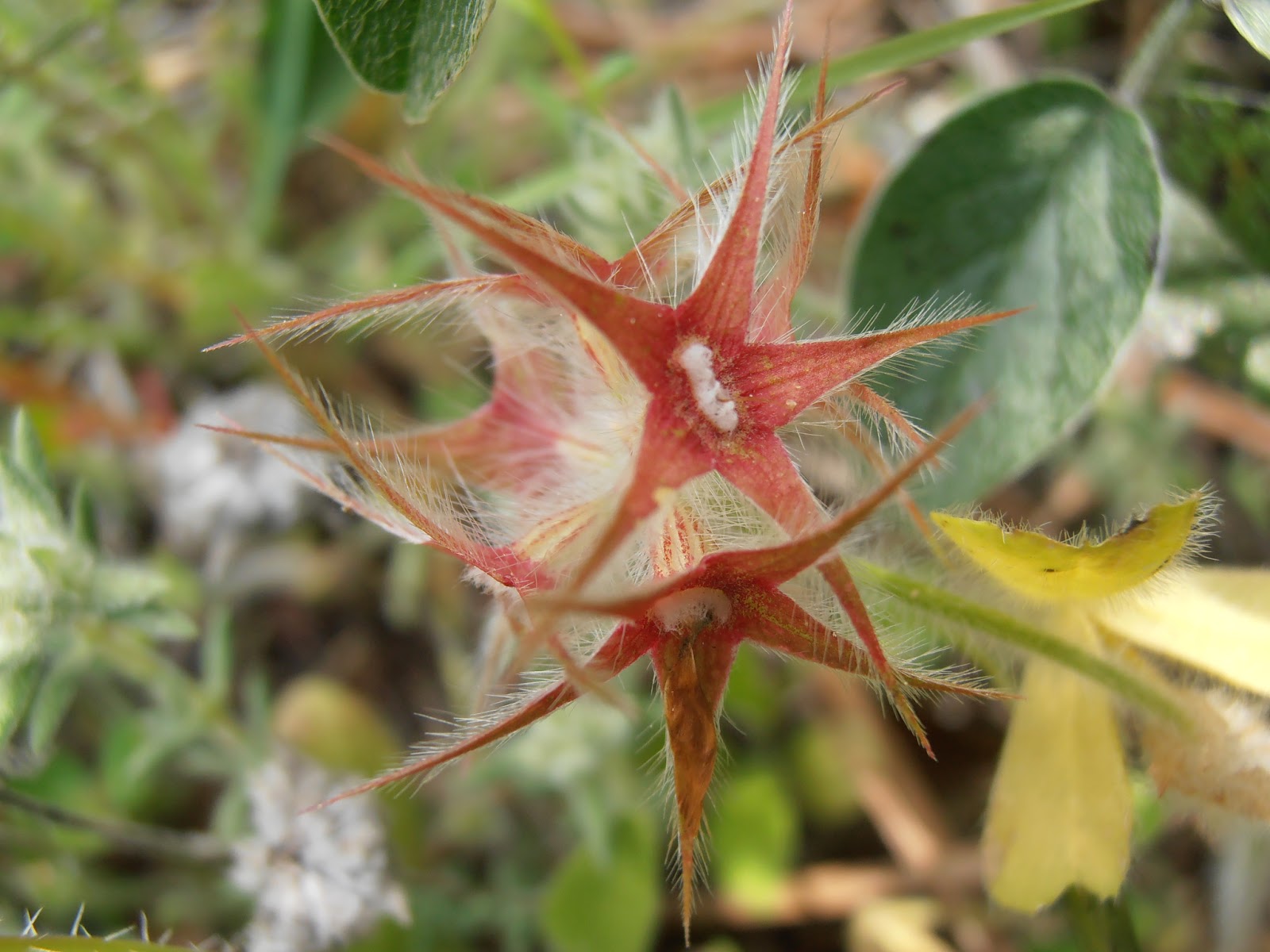 TRÉBOL ESTRELLADO: Trifolium stellatum | Plantas rioMoros