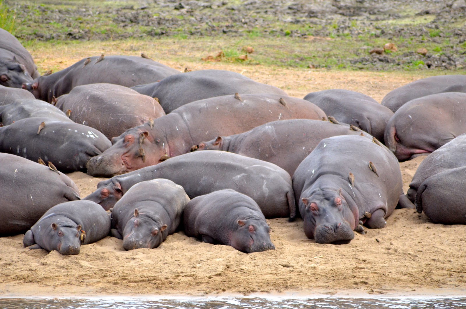 Wenches fotohverdag: Flodhester