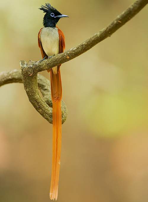 Indian paradise flycatcher images | Birds of India | Bird World