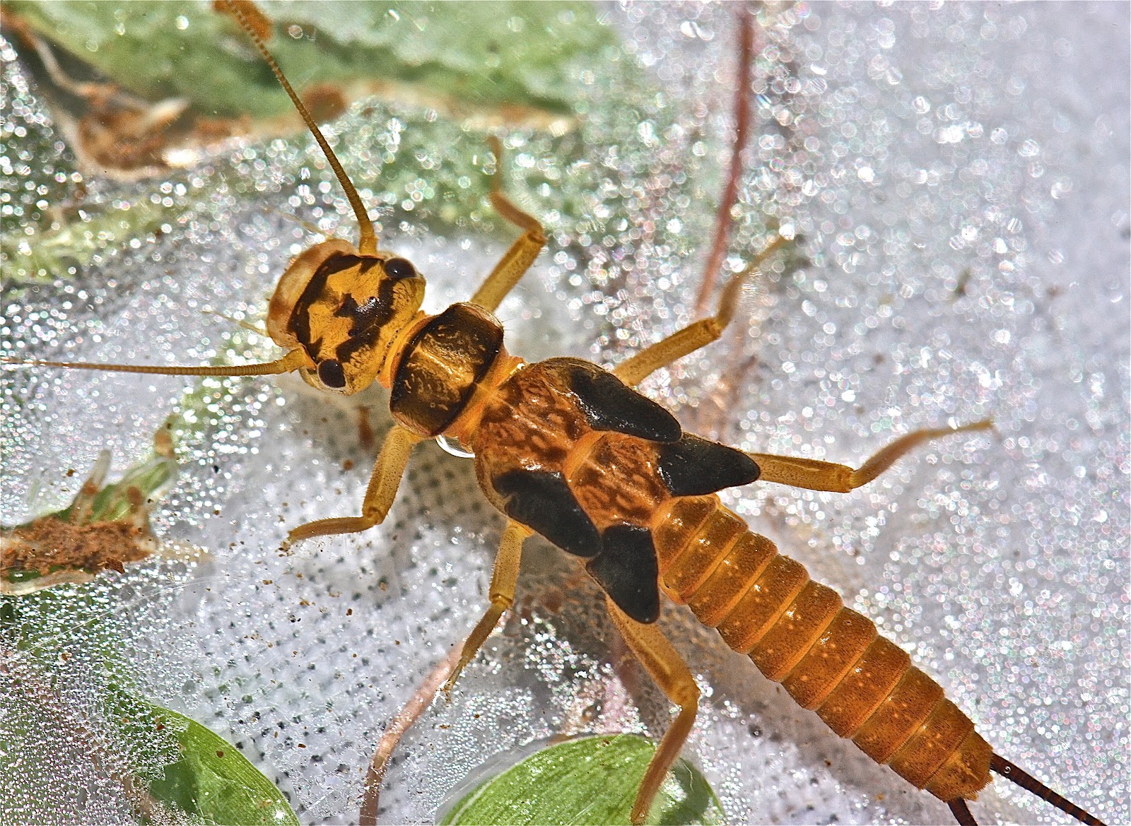 Aquatic Insects of Central Virginia: EPT Species List for Central ...