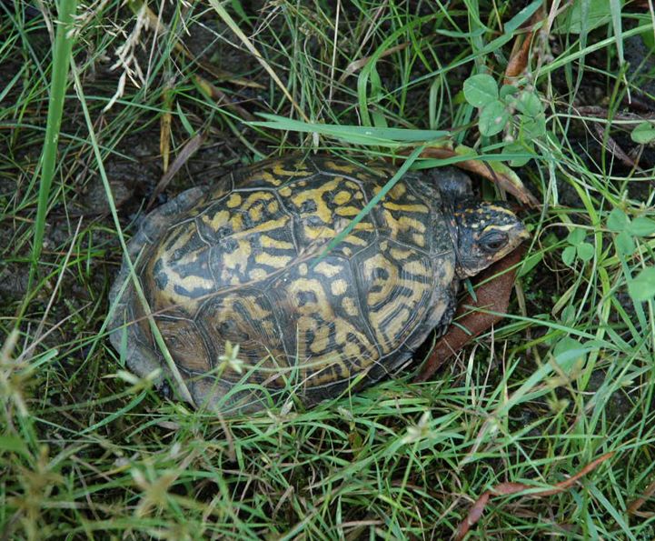 Field Biology in Southeastern Ohio: Reptiles and Amphibians