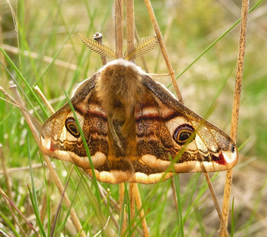 Ceredigion Moths: Emperor moths