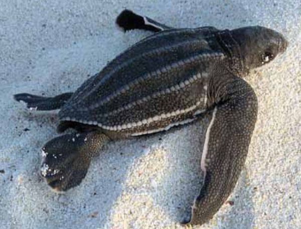 Gambaran perbedaan ciri-ciri bentuk luar (morfologi) tukik dapat ...