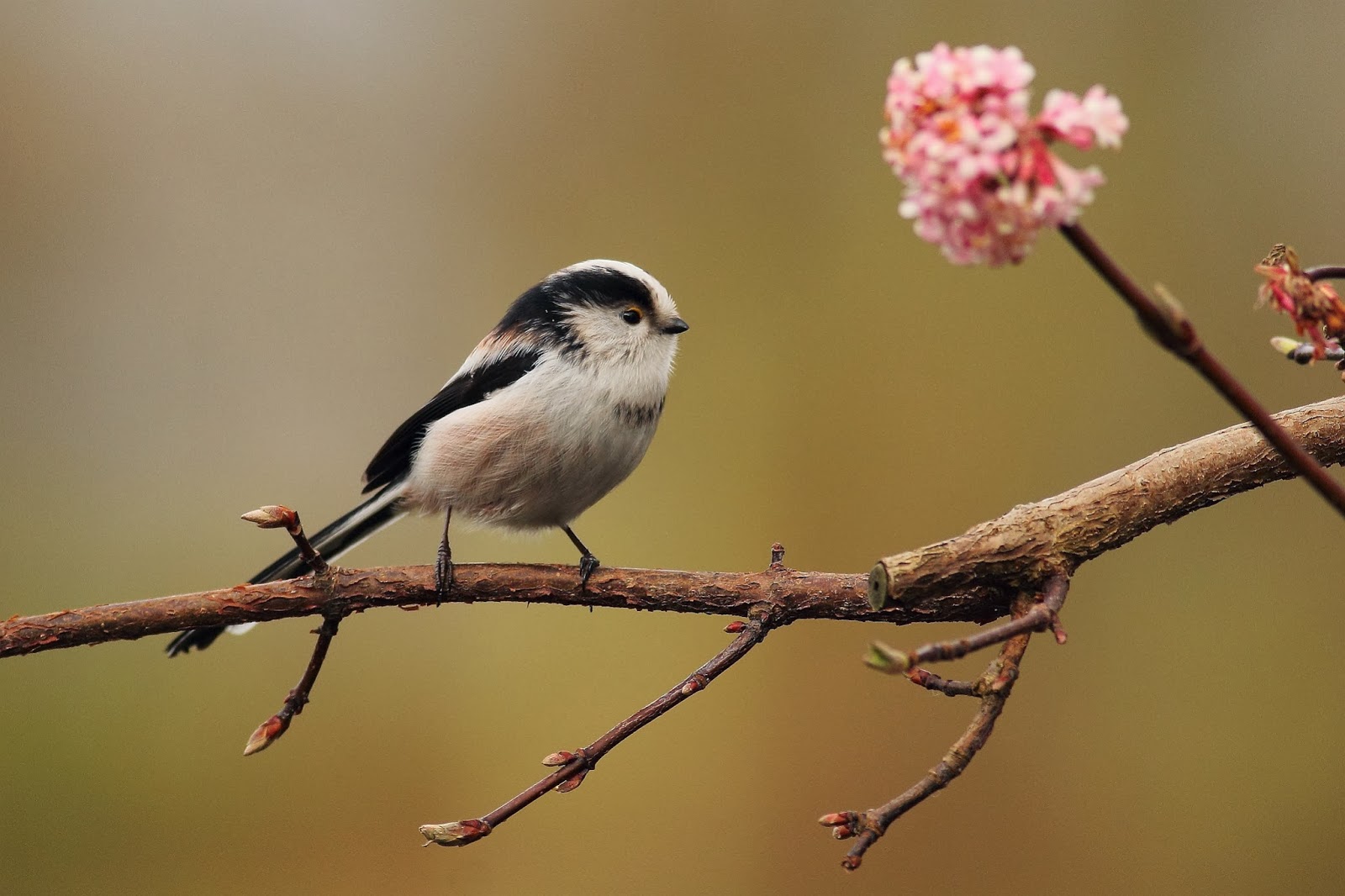 Natuurfotodagboek van Gerard Roest: Mezen fotograferen