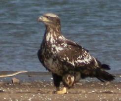 Take time with your loved ones: Learning from an Eagle in Pain (Through ...