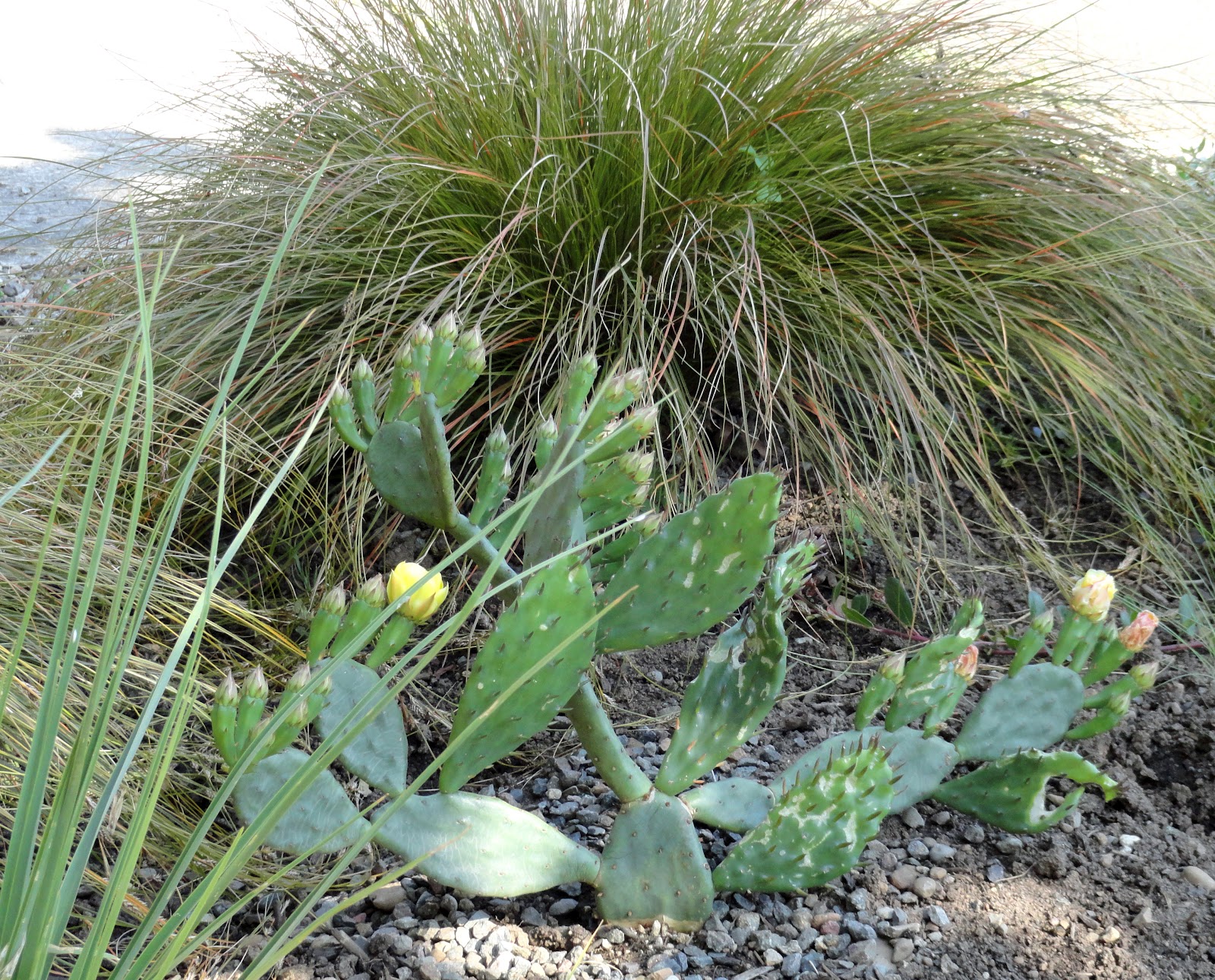 danger garden: Yes, you can grow Cactus in Portland (and many other ...