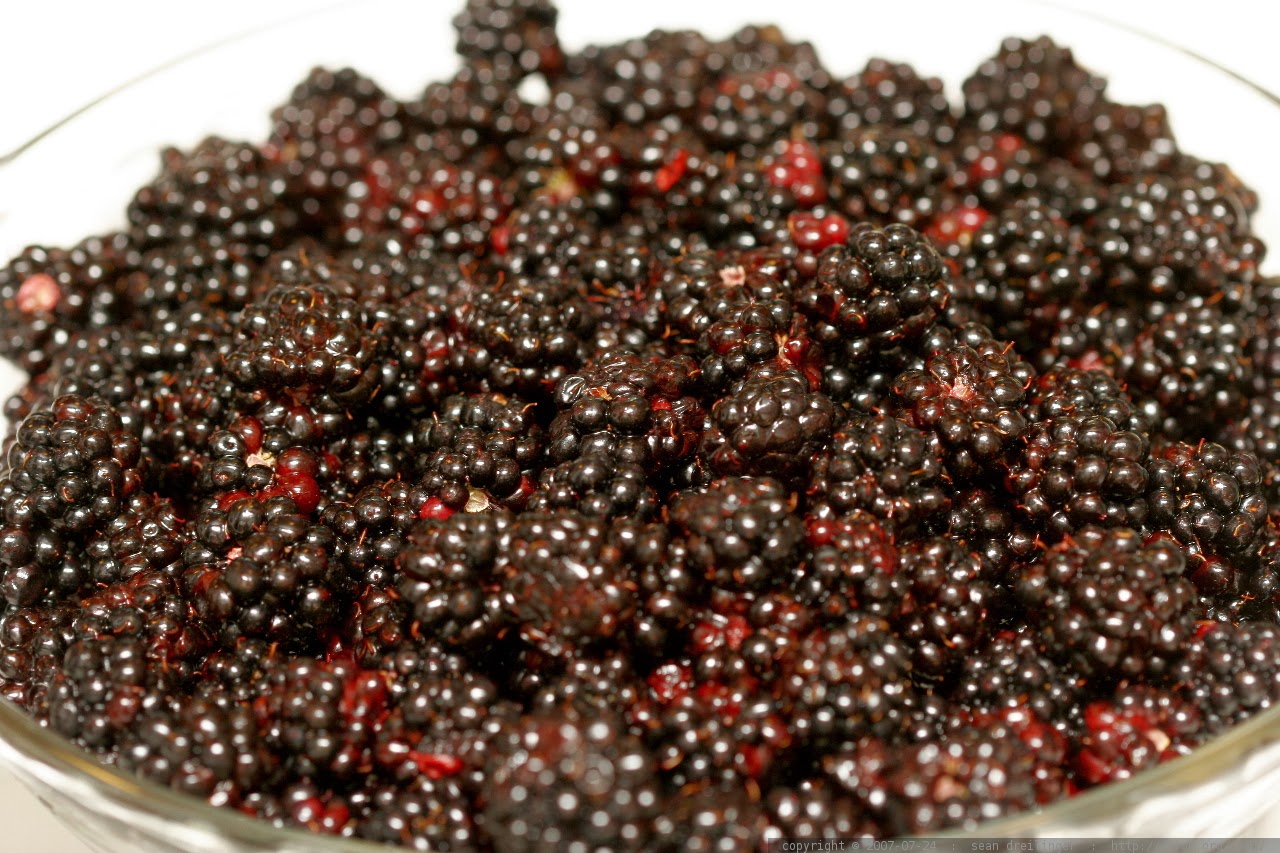 Species of UK: Week 31: Bramble (‘Rubus fruticosus’)