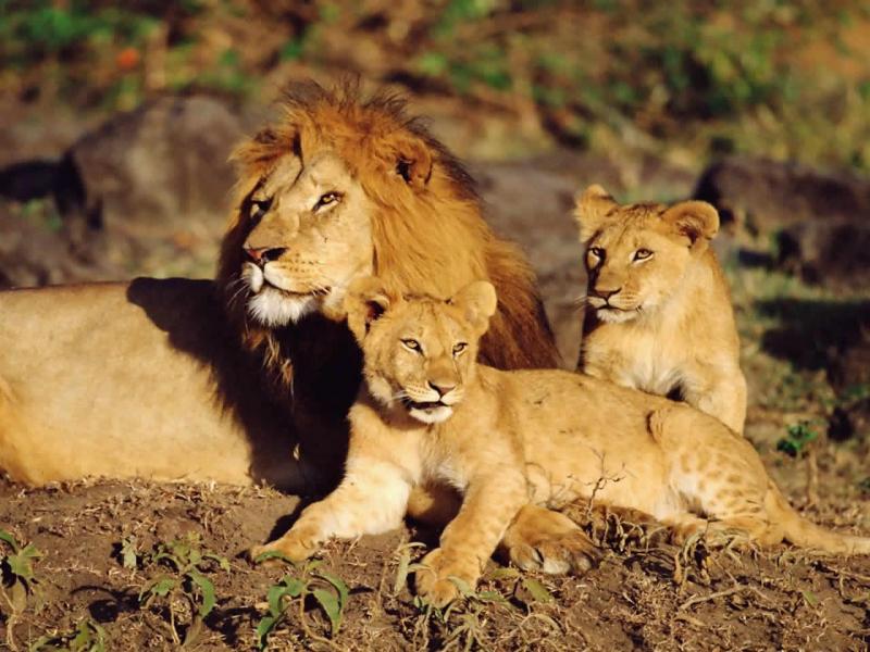 Vida Animal: Leones.
