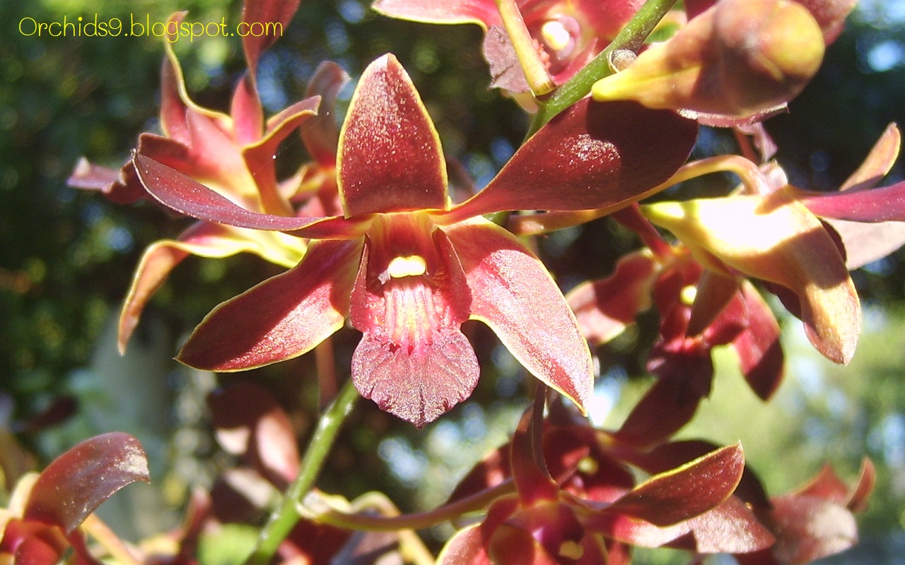 Orchids Flowers Pictures Bulbophyllum Vanda Cattleya Cymbidium ...