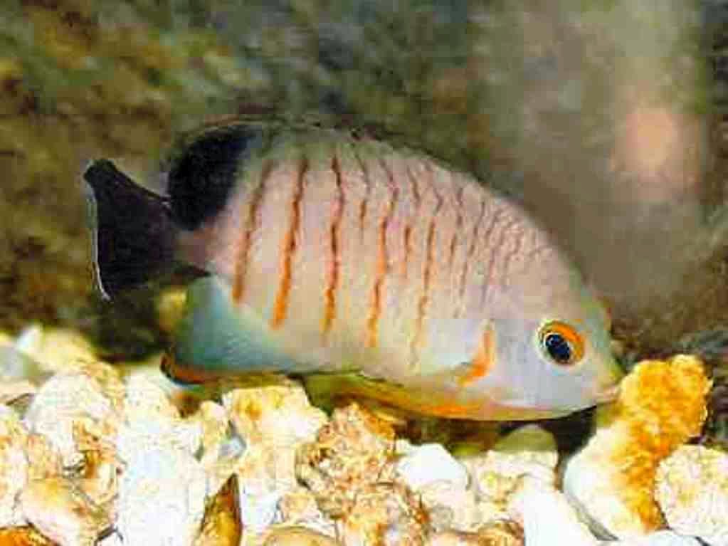 Angelfish - Ikan Angel