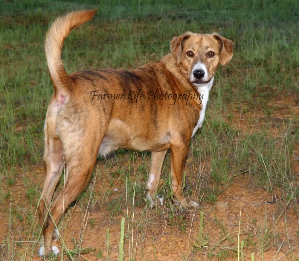 Living A Farmer's Life: Jackal