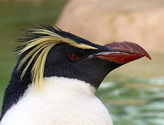 Celebrate Everything! 2013: Cheesy Penguins