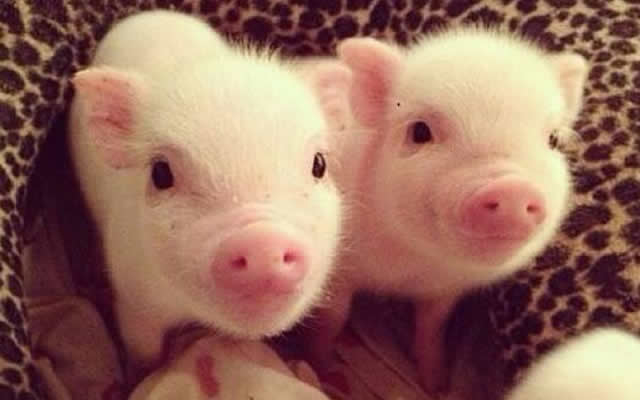 Mis mascotas preferidas: puerquitos mini pig