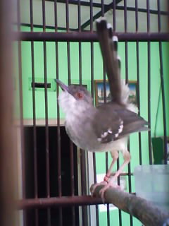 Jenis Burung Berkicau: Ciblek, si kecil cabe rawit