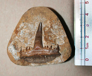 Louisville Fossils and Beyond: Saivodus striatus Shark Tooth
