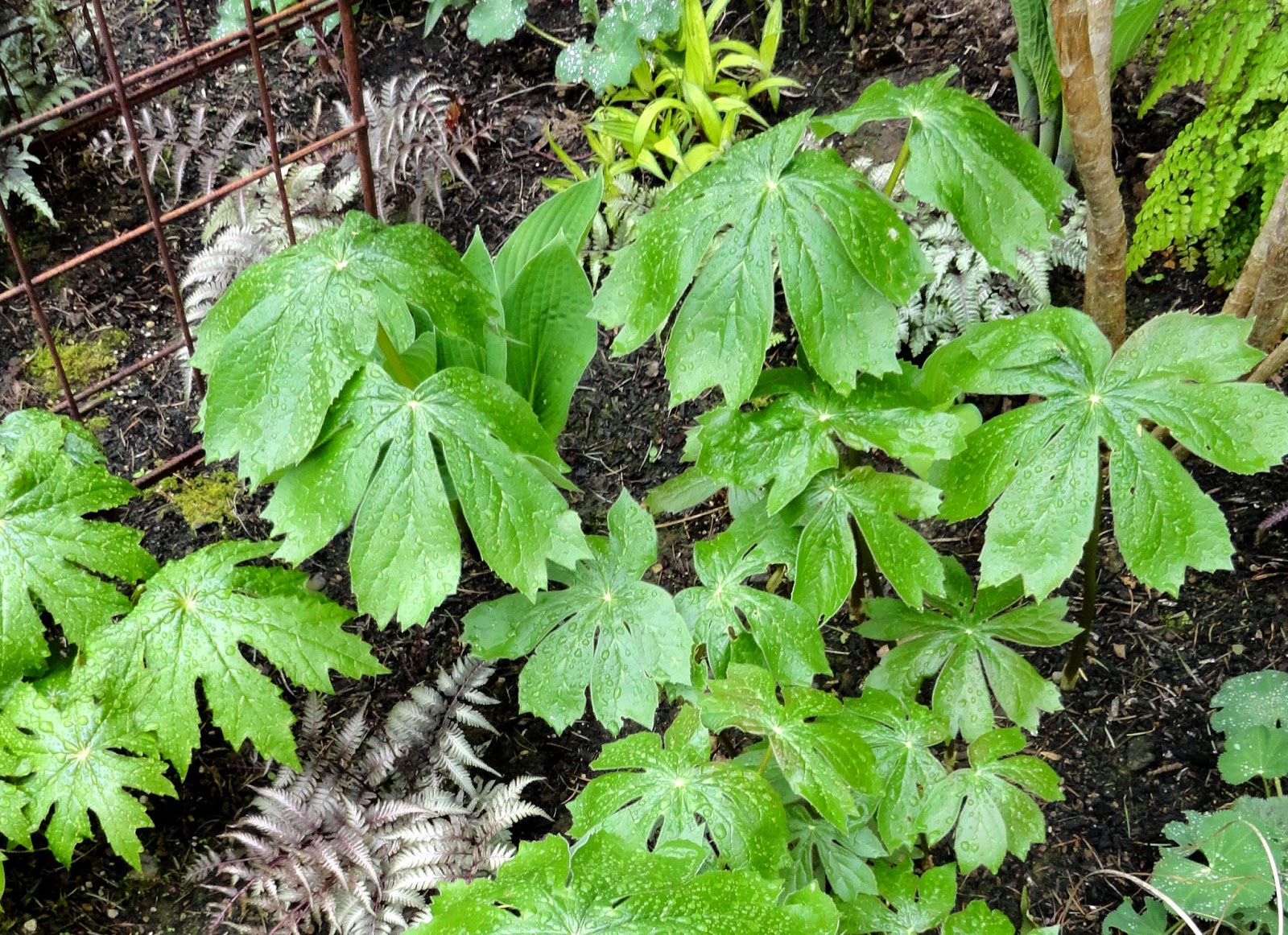 danger garden: Podophyllum pleianthum is my favorite plant in the ...