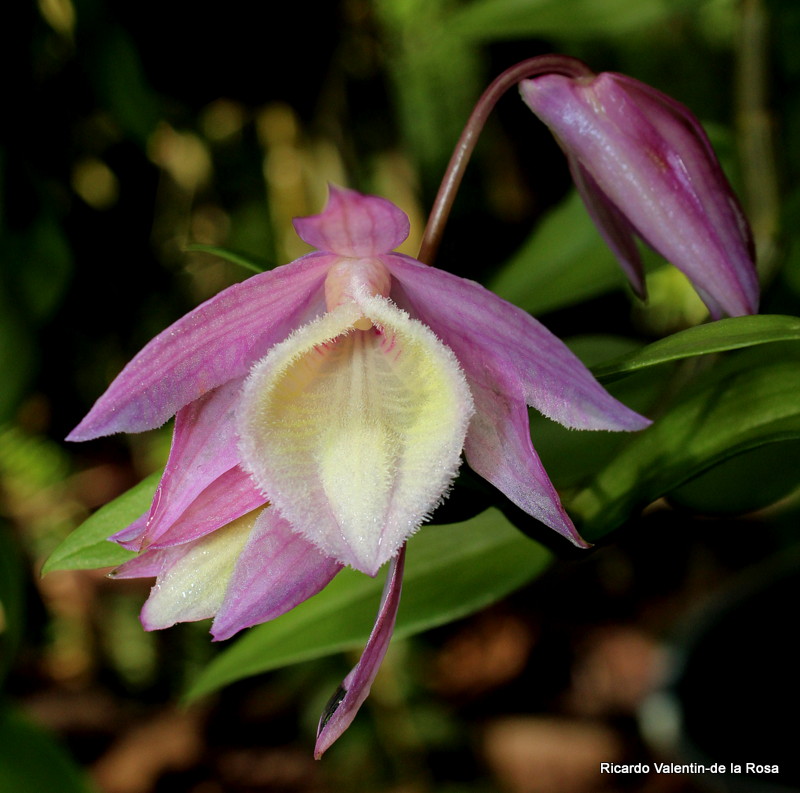 Ricardo's Blog, : Soft cane Dendrobium, end of growing season flowers