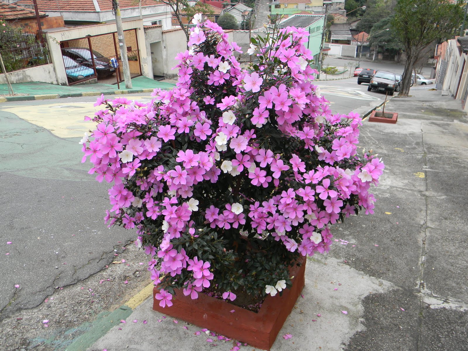 Clau Medori: Manacá