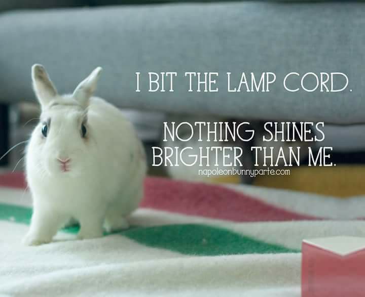 Rabbit Ramblings: Funny Bunny Monday Meme*day